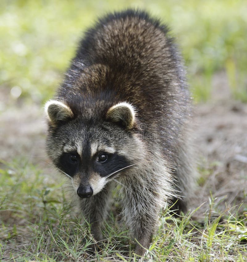 Raccoon stock photo. Image of brown, outdoor, florida - 37876182