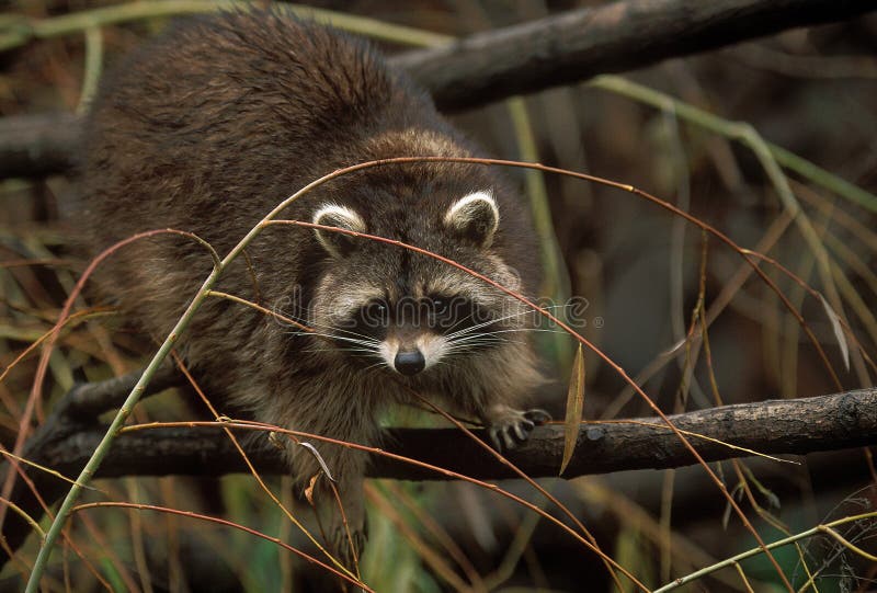 Wild turkey stock photo. Image of animals, conservancy - 1279138