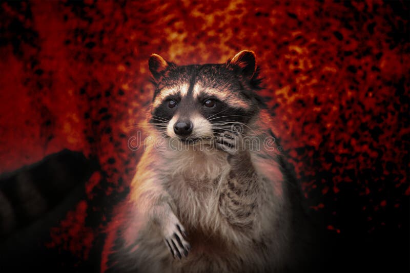 Raccoon screaming stock image. Image of screaming, animal - 18065879