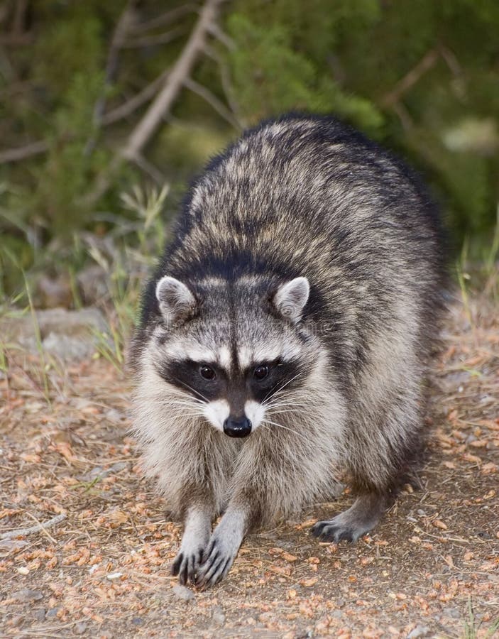 Raccoon stock image. Image of animal, dark, american - 15479659