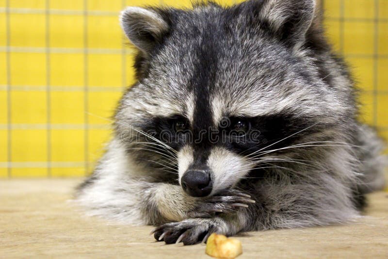 Raccoon imagen de archivo. Imagen de representante, adulto - 56281757
