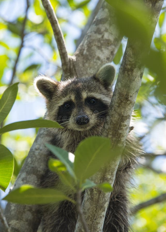 2+ Florida racoon Free Stock Photos - StockFreeImages