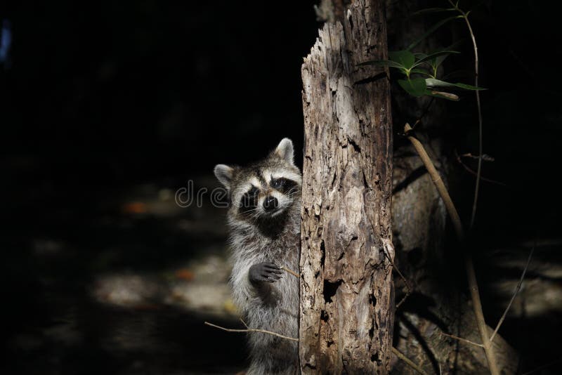 Raccoon stock photo. Image of staring, raccoon, nature - 7945576
