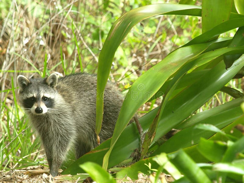 Raccoon Eating Potato Chip stock image. Image of campers - 140989