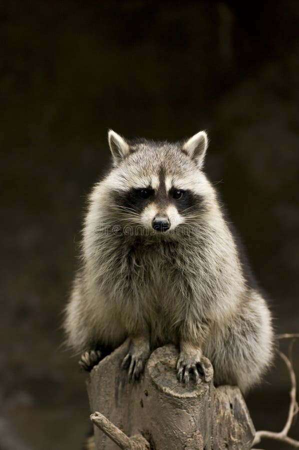 Raccoon stock image. Image of stand, expression, animal - 9084845