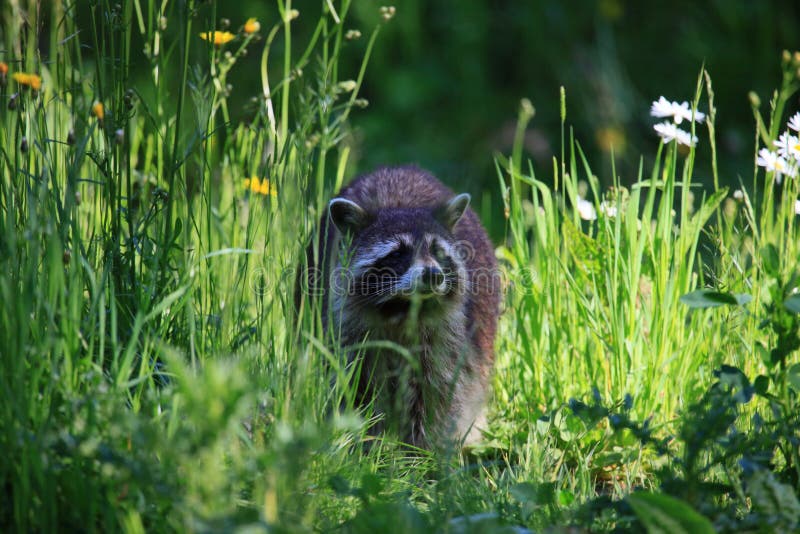 Alert Raccoon stock photo. Image of wildlife, nature - 13702174
