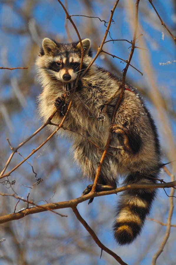 Il Procione Su Un Albero Nel Parco Di Inverno Fotografia Stock ...