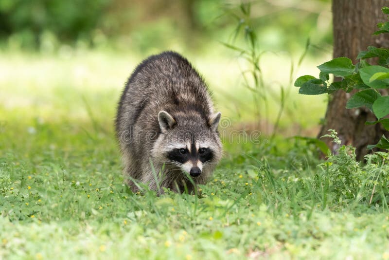 A Raccoon Walking in a Garden. Stock Image - Image of tail, raccoon ...