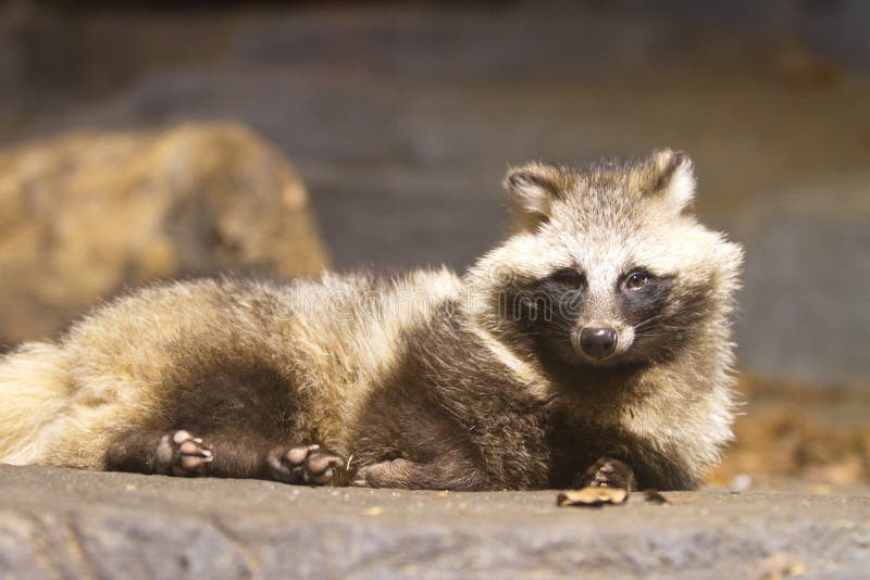 Raccoon stock image. Image of brown, wildlife, africa - 53667085