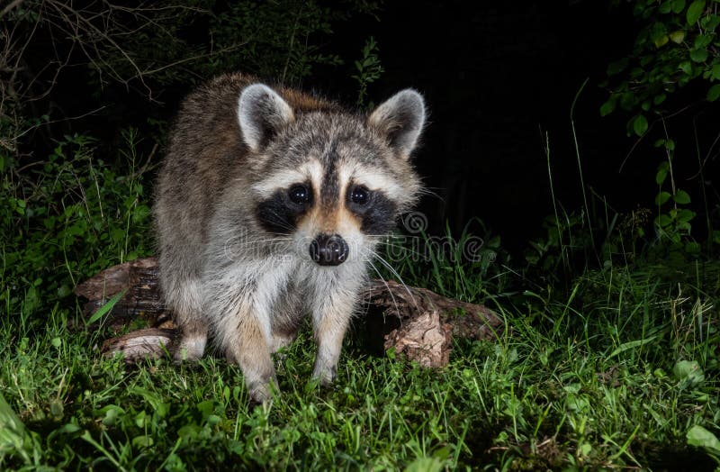 Raccoon at Night stock photo. Image of boulder, mountains - 122160638