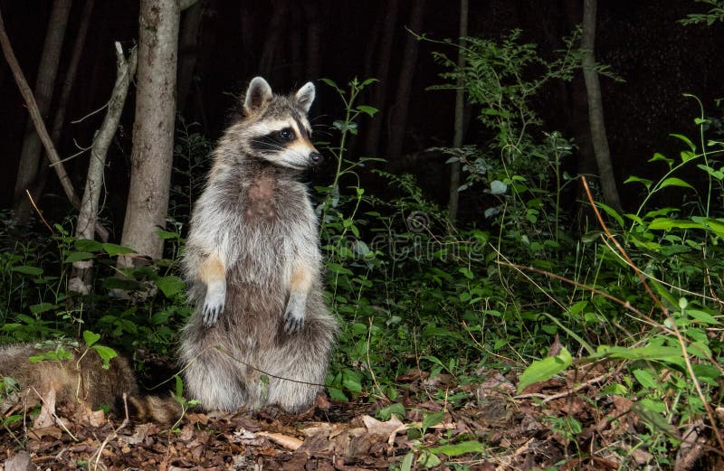 Raccoon at Night stock photo. Image of camera, acadia - 118542304