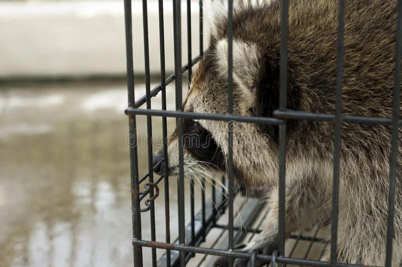 Raccoon in the Captive Cage Stock Photo - Image of prcyonid, despair ...
