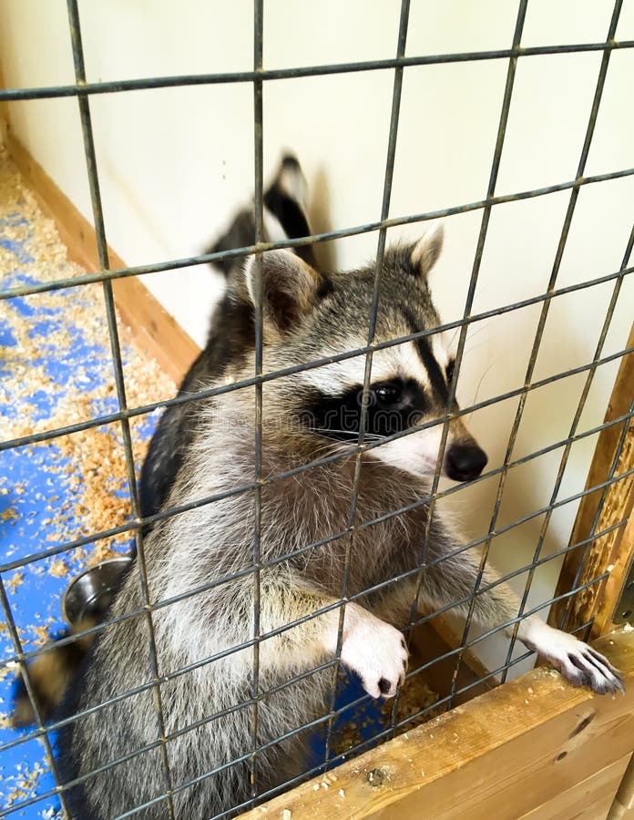 Closeup Portrait of a Raccoon in a Cage. Curious Raccoon Holds Paw Cage ...