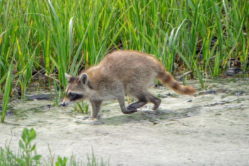 Raccoon Causing Mischief at a Campsite Stock Image - Image of campsite ...