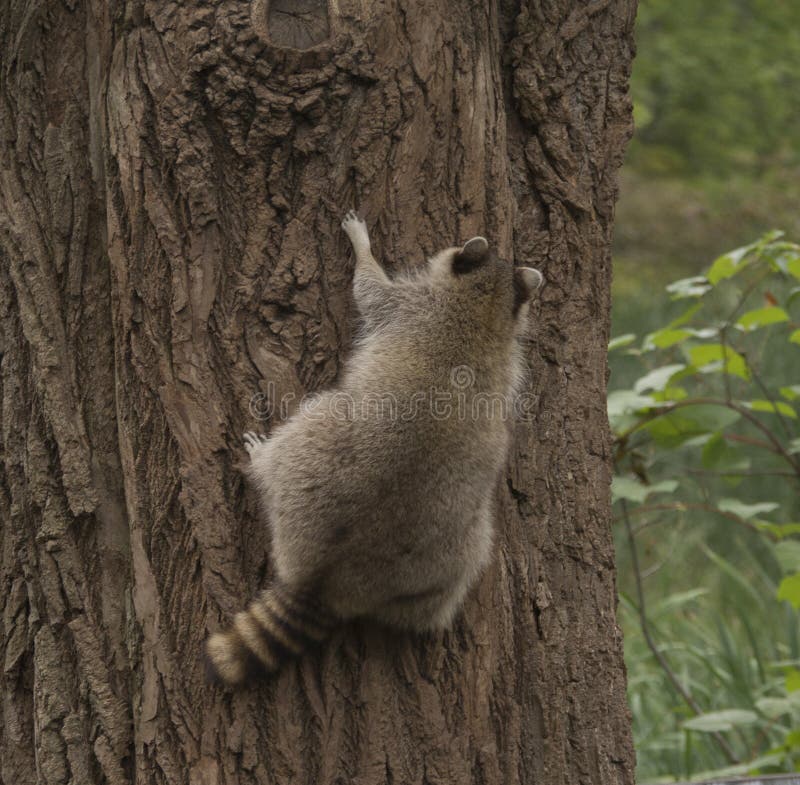 Raccoon Climbing a Tree, Okefenokee Swamp in Fog Stock Image - Image of ...