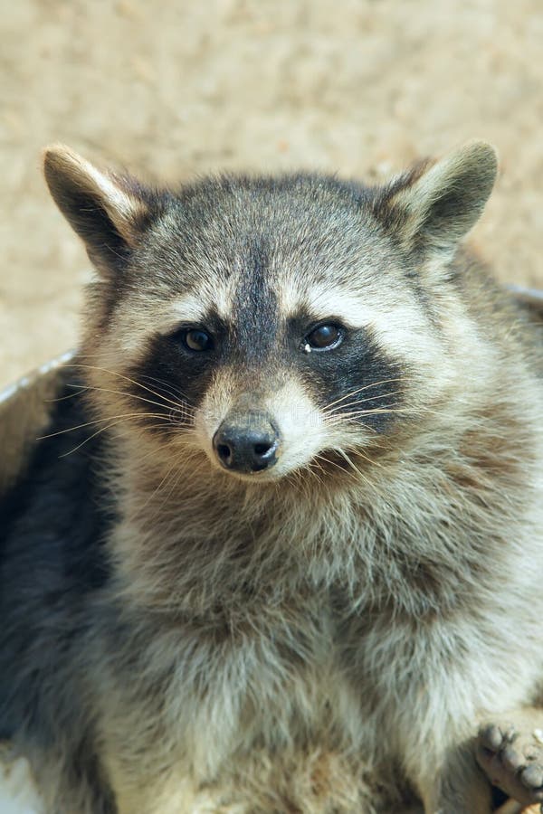 Raccoon stock image. Image of racoon, wildlife, mammal - 31925989