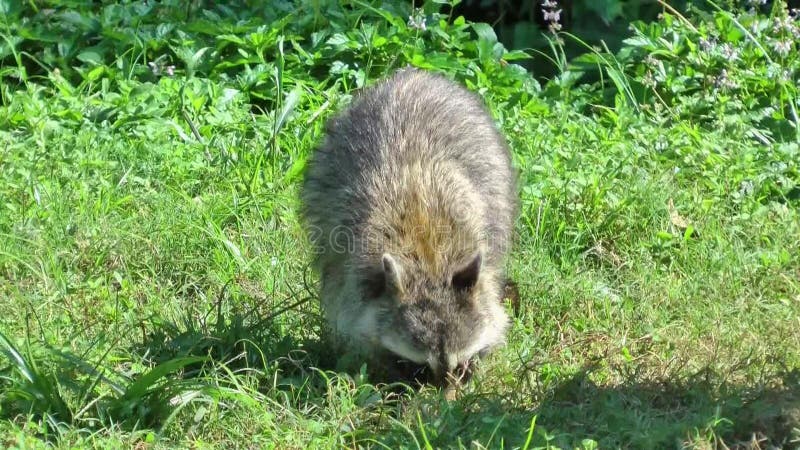 Raccoon Digging through Grass for Food Stock Footage - Video of garbage ...