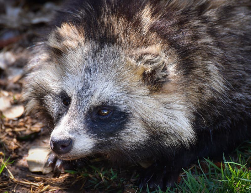 Animal be sad Raccoon dog stock image. Image of neoguri - 108852177