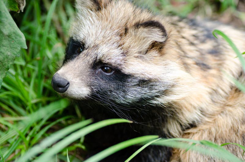 Raccoon Dog(tanuki) Sitting in the Grass Stock Image - Image of meadow ...