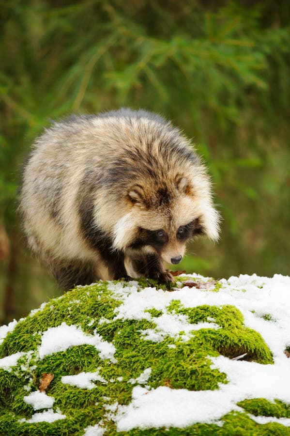Raccoon Walking Stock Photos - Download 477 Royalty Free Photos