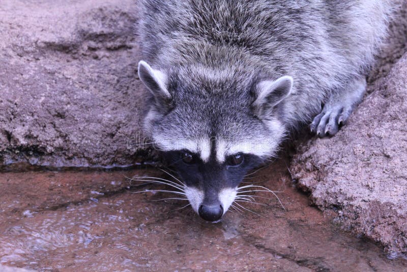 Raccoon Drinking stock image. Image of black, face, ground - 31789197