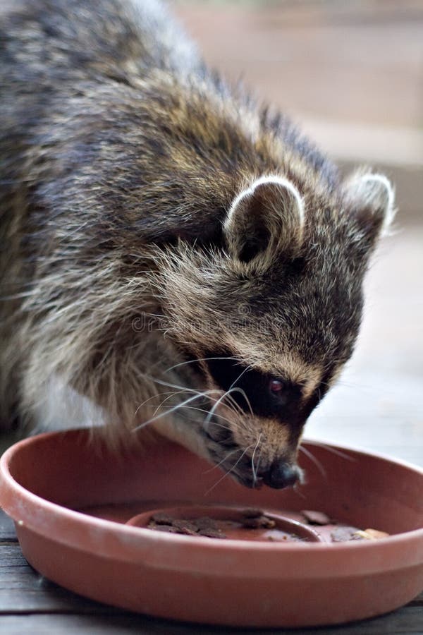Raccoon Eating Potato Chip stock image. Image of campers - 140989
