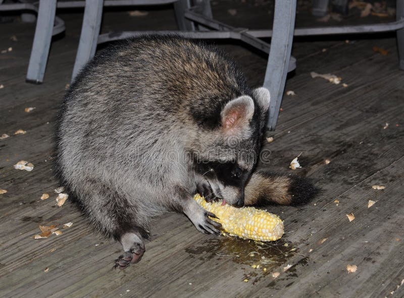 Raccoon Eating an Ear of Corn Stock Photo - Image of vegetable, happy ...