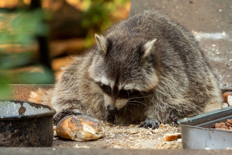 A Raccoon is Eating Something Outdoor Stock Photo - Image of looking ...