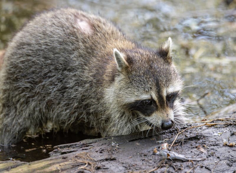 A Raccoon in Florida stock photo. Image of fall, animal - 156529532