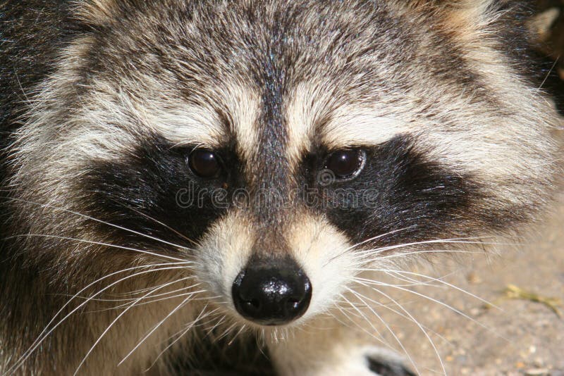 Raccoon Face stock image. Image of staring, bandit, animal - 608499