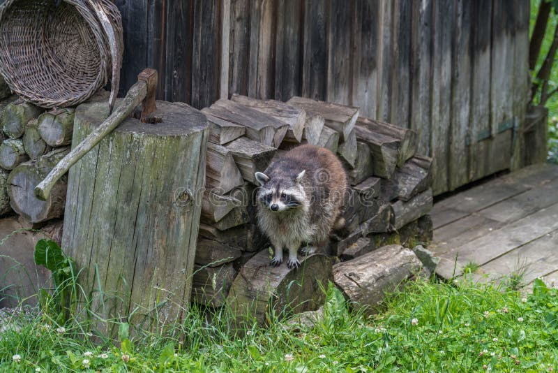 Raccoon on fire woo stock image. Image of forest, farming - 204852123