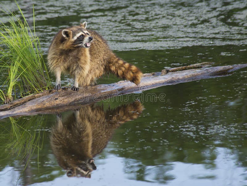 3 Raccoons with Water Reflections Stock Photo - Image of bandit, pond ...
