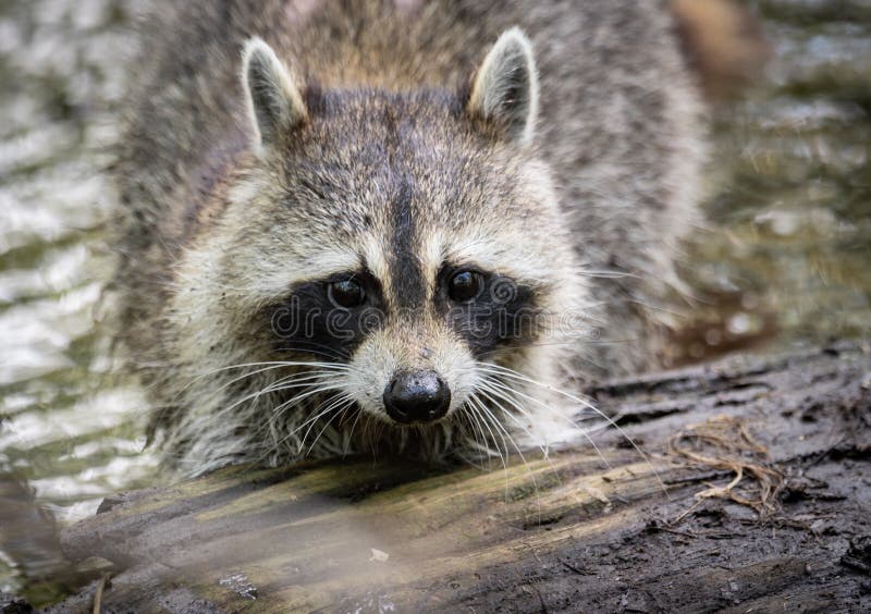 A Raccoon in Florida stock image. Image of wildlife - 156529273