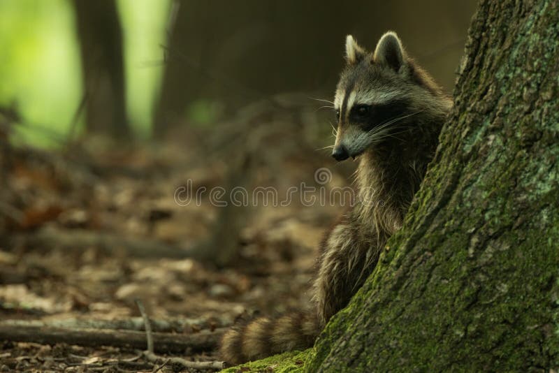 Raccoon Forest Floor stock photo. Image of bear, forest - 97123210