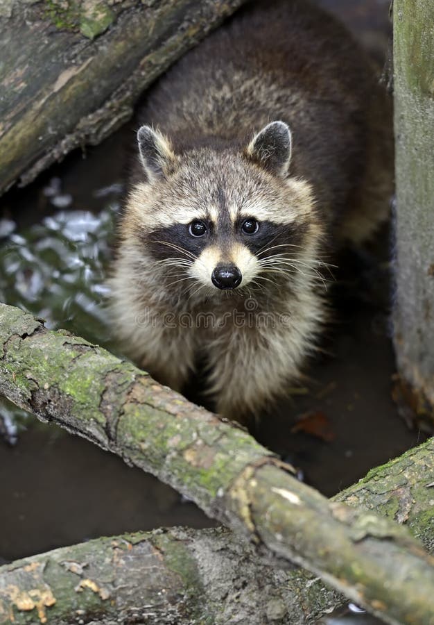Raccoon stock image. Image of wild, themes, mammals, nature - 42266705
