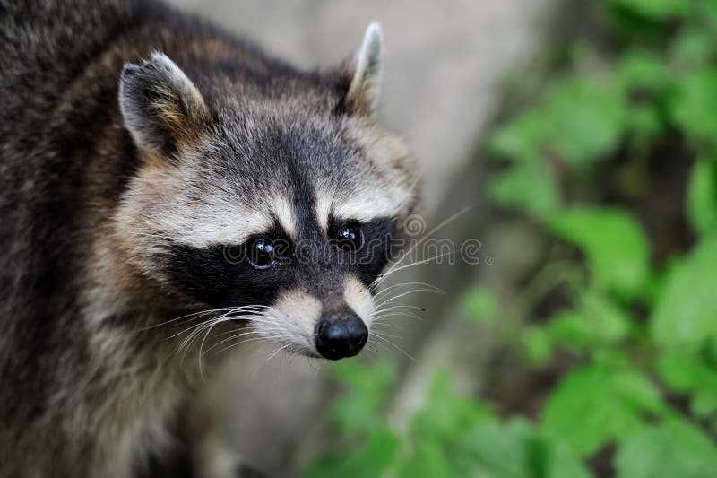 Raccoon in the forest stock image. Image of nocturnal - 52048583