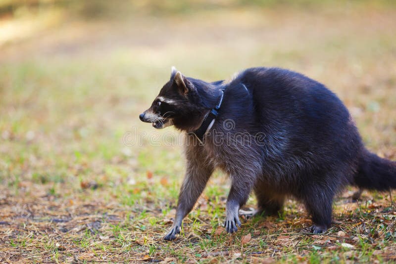 Raccoon in a Forest stock photo. Image of raccoon, procyon - 63079920