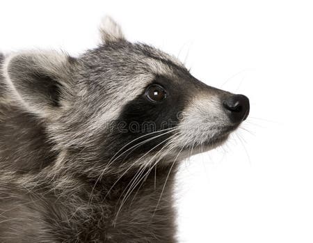 226 Raccoon Side View Stock Photos - Free & Royalty-Free Stock Photos ...