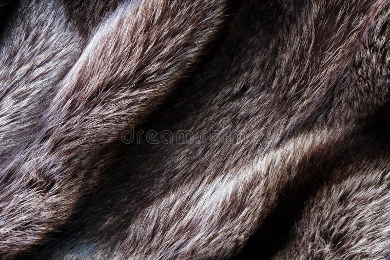 4,240 Brown Raccoon Stock Photos - Free & Royalty-Free Stock Photos ...