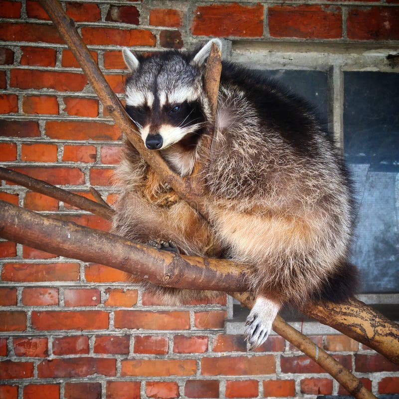 Raccoon stock photo. Image of good, animallife, raccoon - 114089790