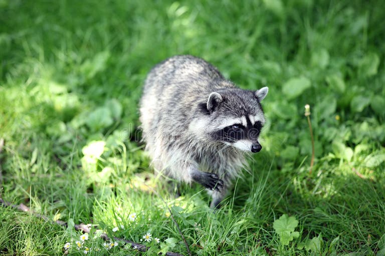 Raccoon Walking Green Grass Stock Photos - Free & Royalty-Free Stock ...