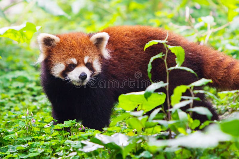 Lesser Panda (Ailurus Fulgens) Stock Photo - Image of genus, travel ...