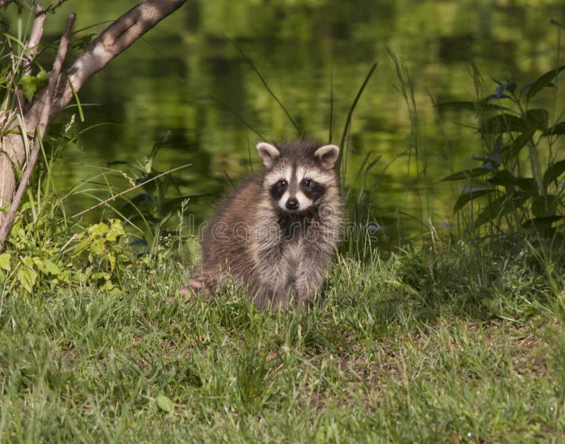 838 Raccoon Green Background Stock Photos - Free & Royalty-Free Stock ...