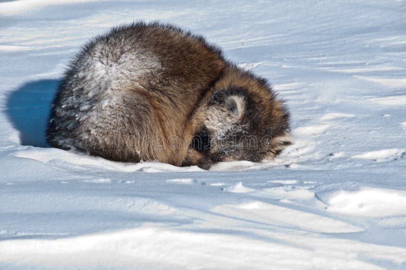 A Sleeping Raccoon on the Snow Stock Photo - Image of nocturnal, black ...