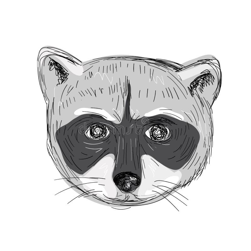 Raccoon Head Front Drawing stock illustration. Illustration of drawing ...