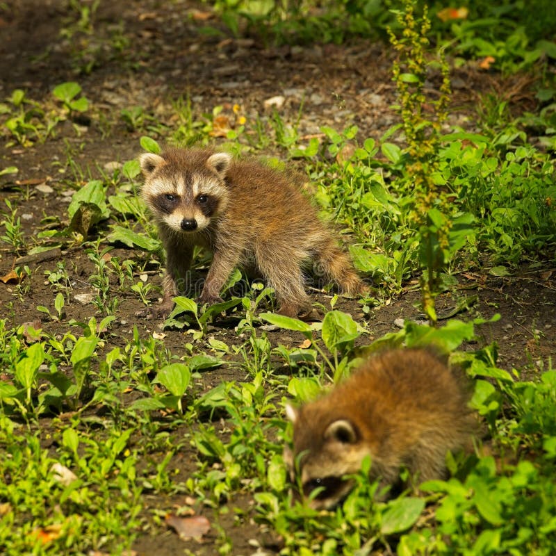 Raccoon Kit ( Babies ) Playing in a Field Stock Photo - Image of ...