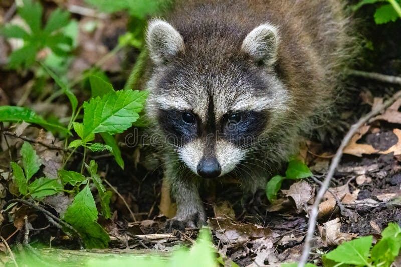 149 Forest County Wi Stock Photos - Free & Royalty-Free Stock Photos ...