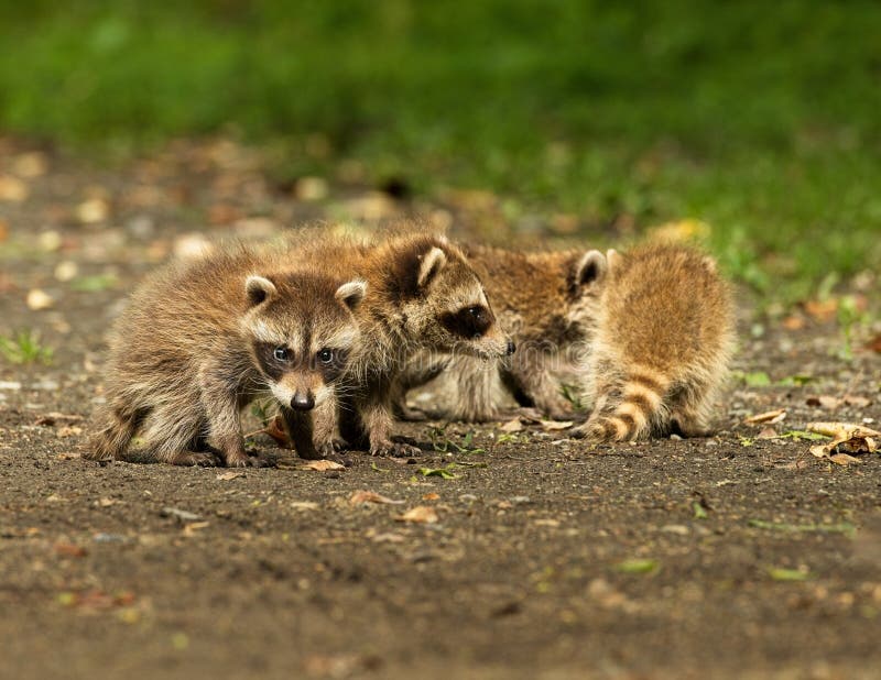 Raccoon Kits ( Babies ) Playing in a Field Stock Image - Image of ...