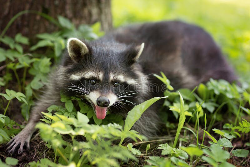 Raccoon Looking at Camera, Wild Raccoon in Natural Habitat Stock Photo ...