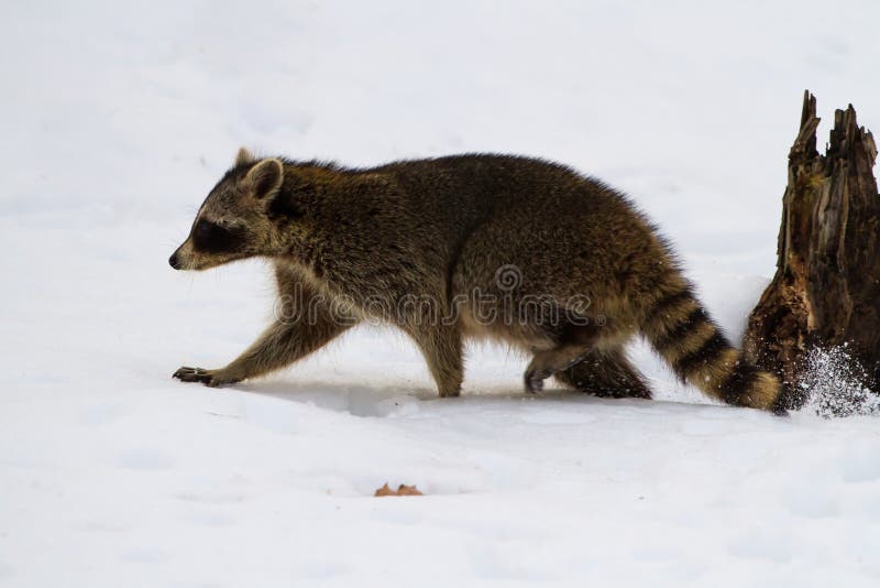 Raccoon Tracks stock photo. Image of impression, pawprints - 5363700